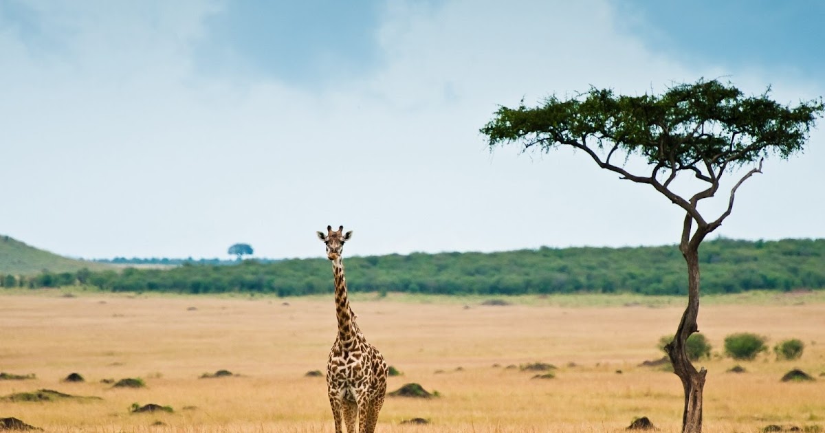 Ecología : Bloque II: Sabana