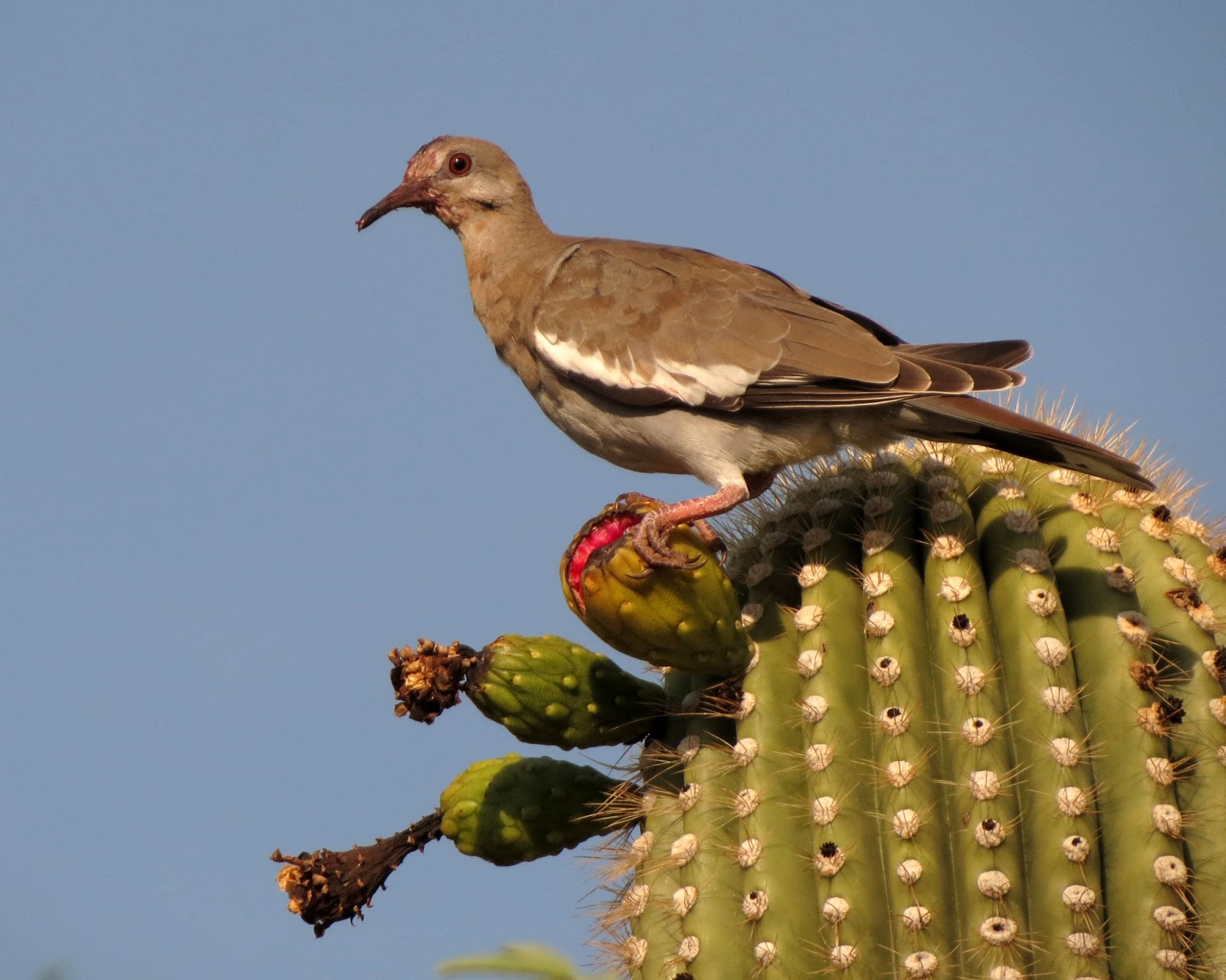 Desert Colors: July 2013
