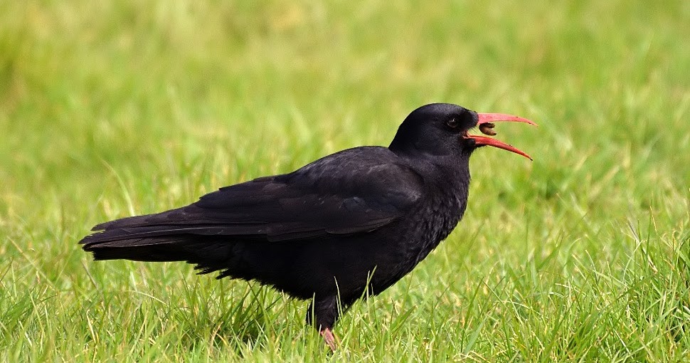 JRandSue: CHOUGH IN WEST CORNWALL