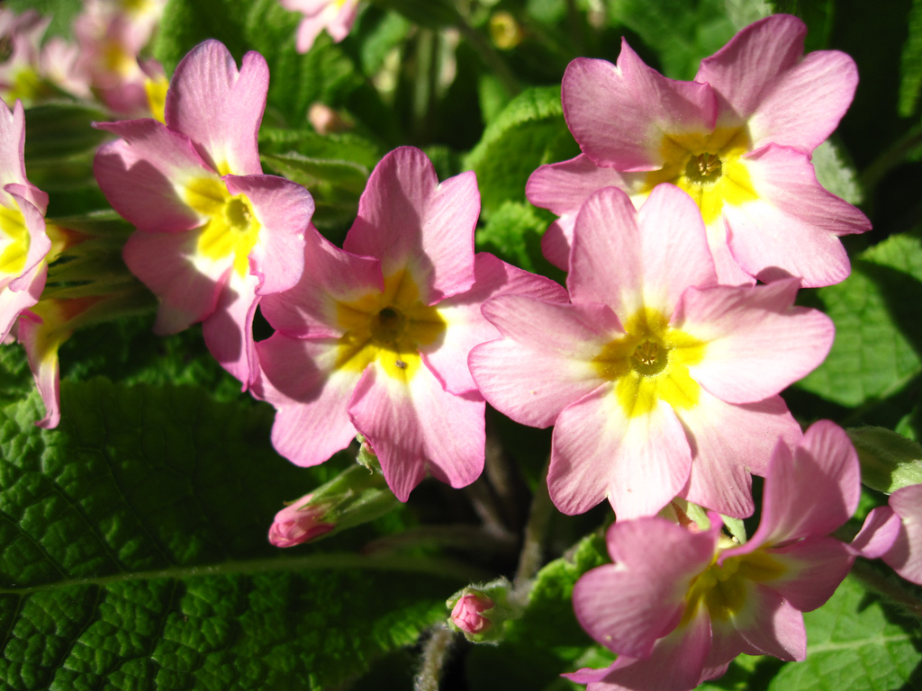 Species of UK: Week 28: Primrose (‘Primula vulgaris’)