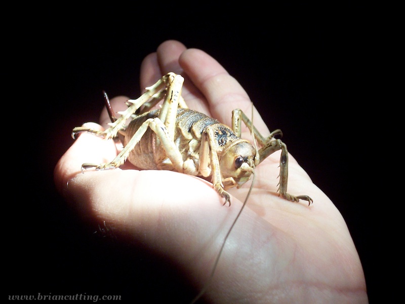 Kia ora New Zealand! | the pace of nature