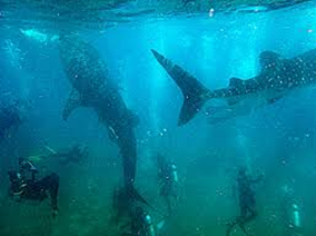 Cebu Most Treasured: Mga Magagandang Lugar sa Cebu