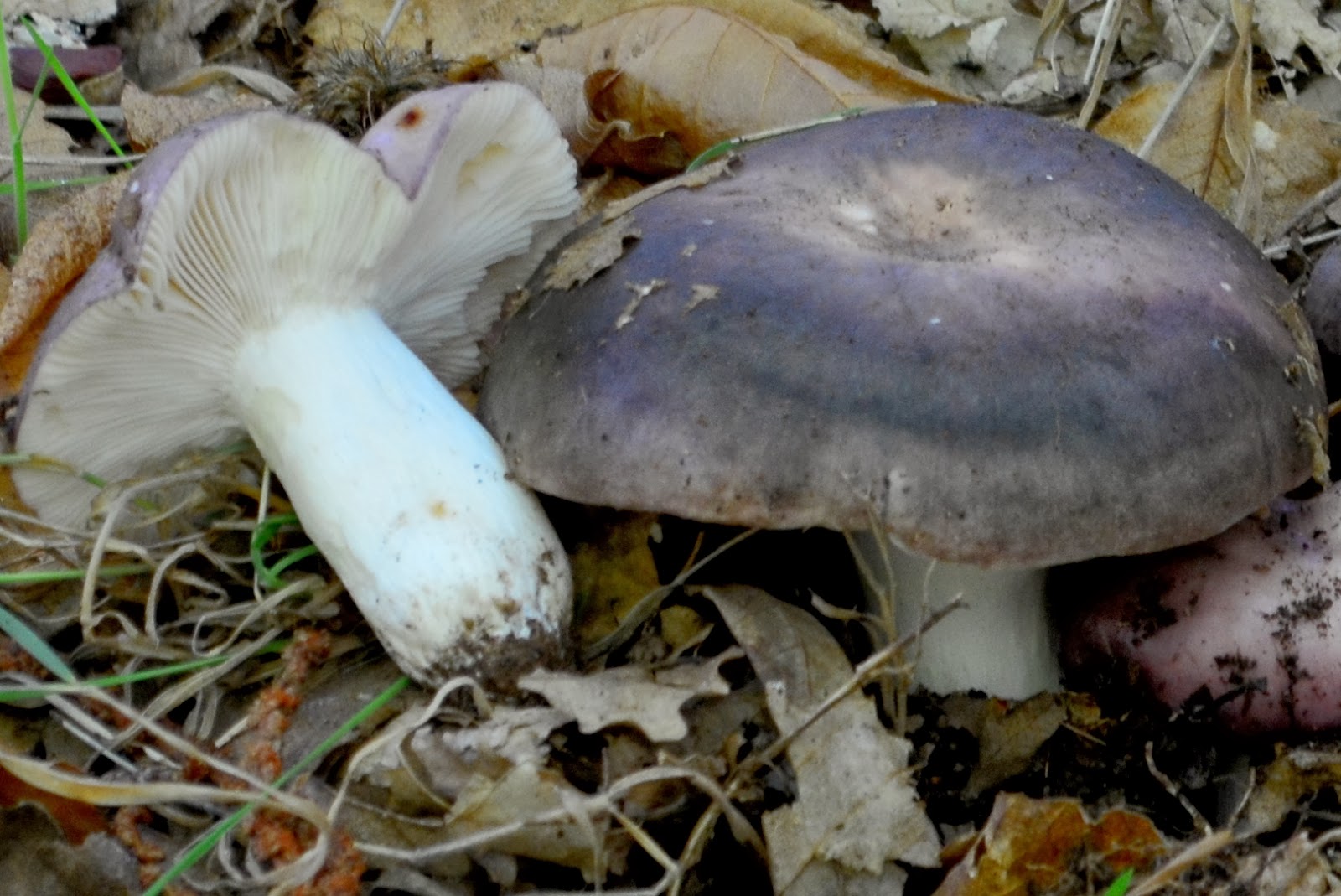Setas Extremadura : Russula Grisea