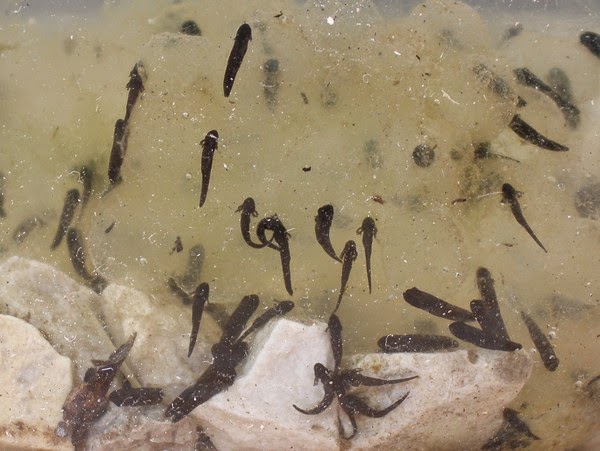 Dnevnik male žabice: Paglavci so prišli na sonce