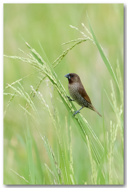 Charles.Hieu: CHIM RI - VIỆT NAM