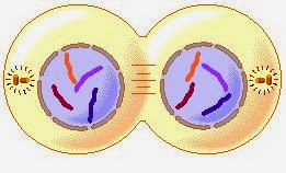 aulabiogeotoni: 2º BACH. Solución ciclo celular 3