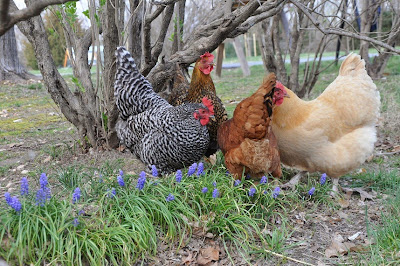 the garden-roof coop: The Coop and Chickens