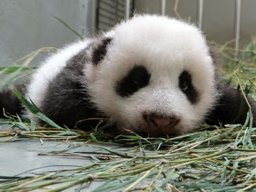 Nace un Oso Panda Gigante en España - Seamos Mas Animales Como Ellos ...