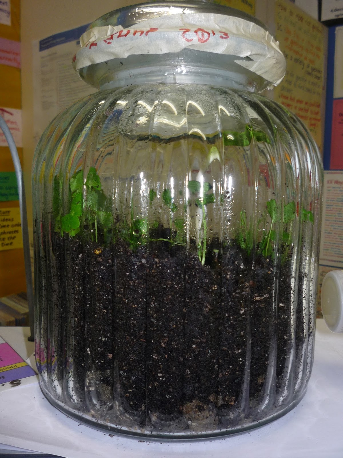Mrs Naidoo - Room 15: How Terrariums work like the water Cycle in Nature
