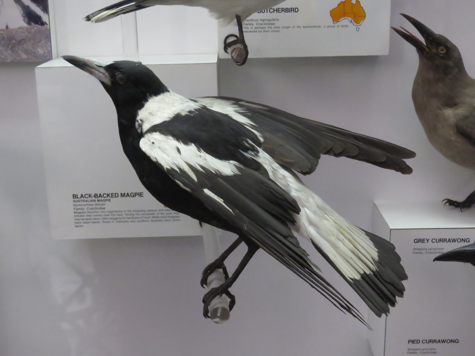 Bird & Travel Photos, Birding Sites, Bird Information: BIRD EXHIBIT AT ...