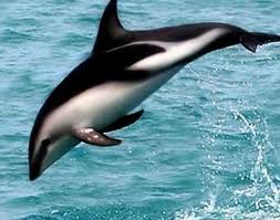 LA WEB DE LOS ANIMALES: LOS DELFINES