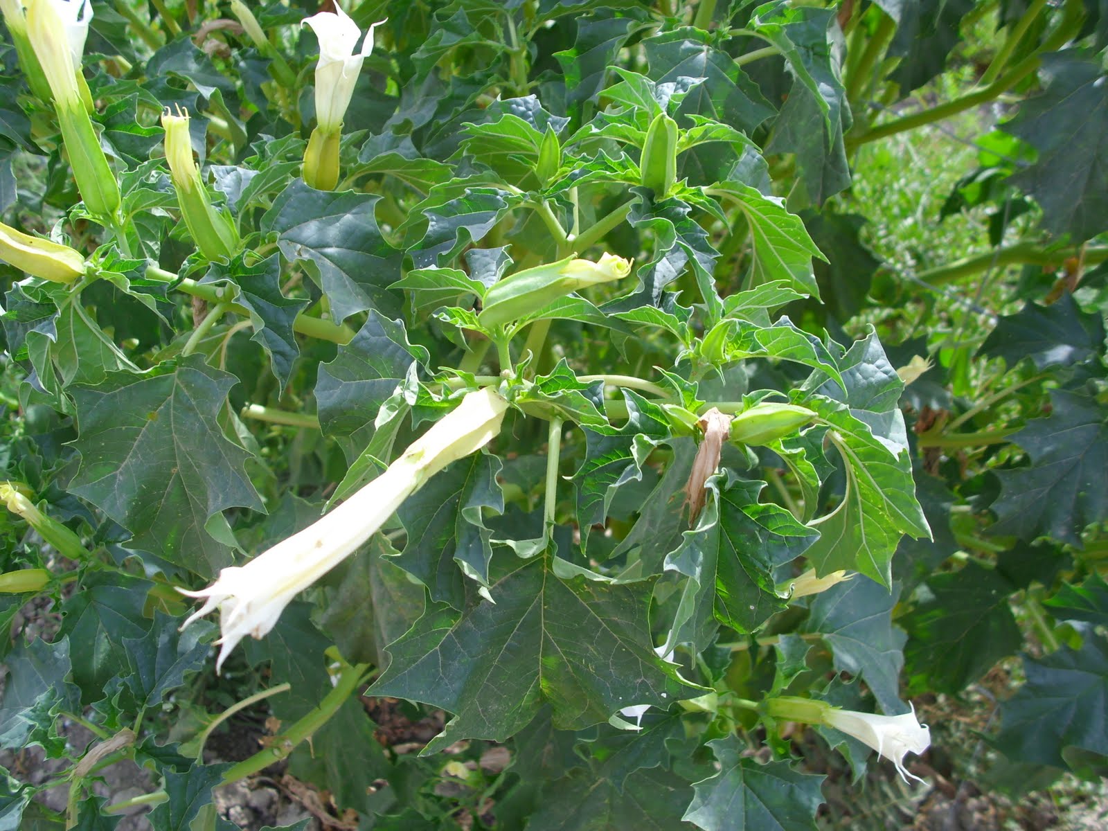 NATURALEZA VERDE DEL LEGOLAS: Estramonio Datura stramonium