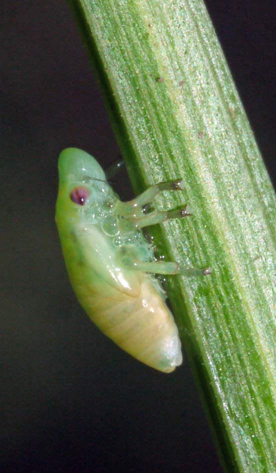 CABINET OF CURIOSITIES: Froghoppers