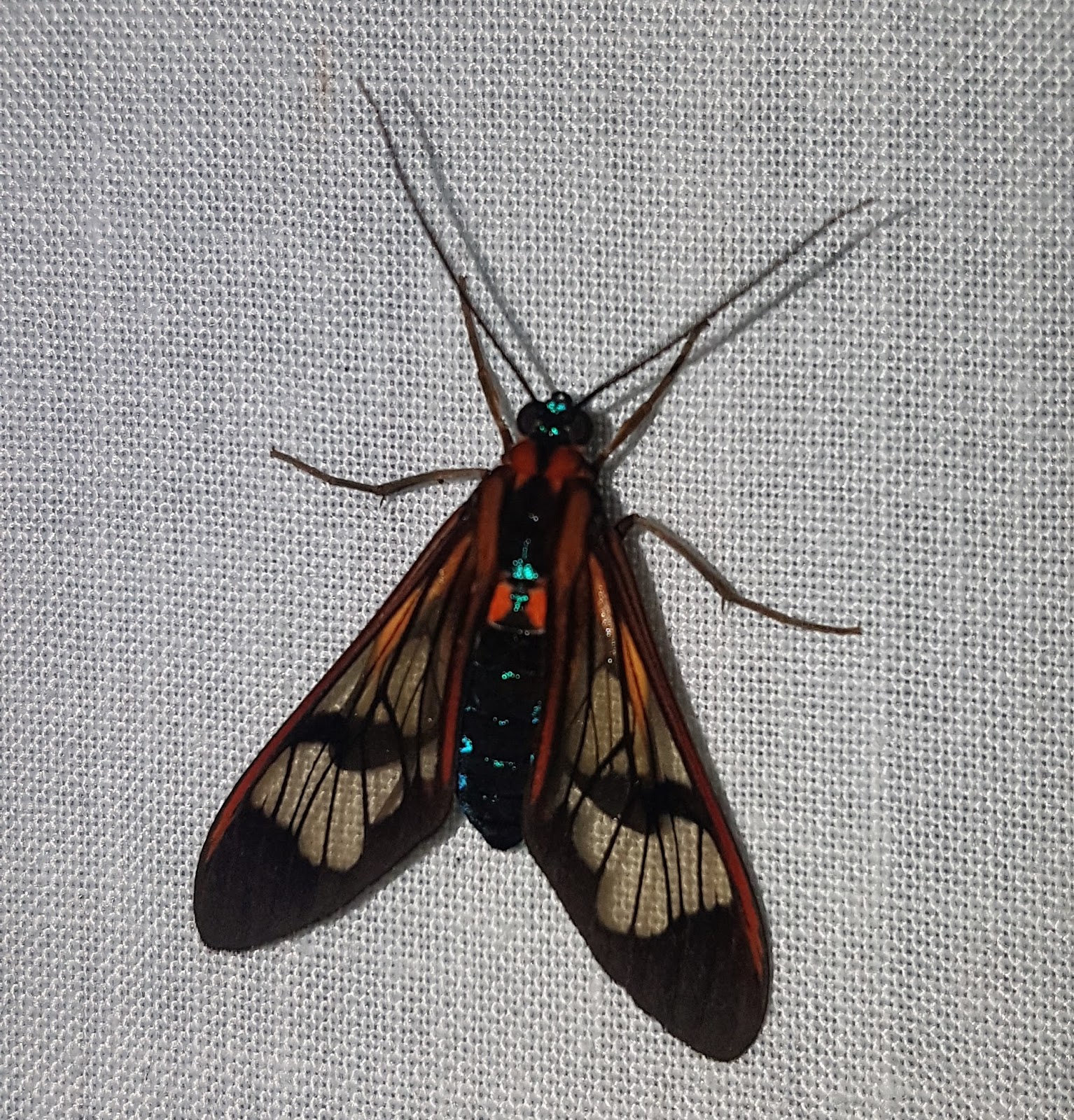 The Montgomeryshire Moth Group Blog: Costa Rica - Moths and other insects