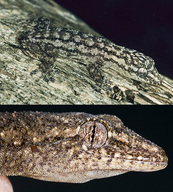 The Herpetology of Trinidad and Tobago: The Spiny House Gecko ...