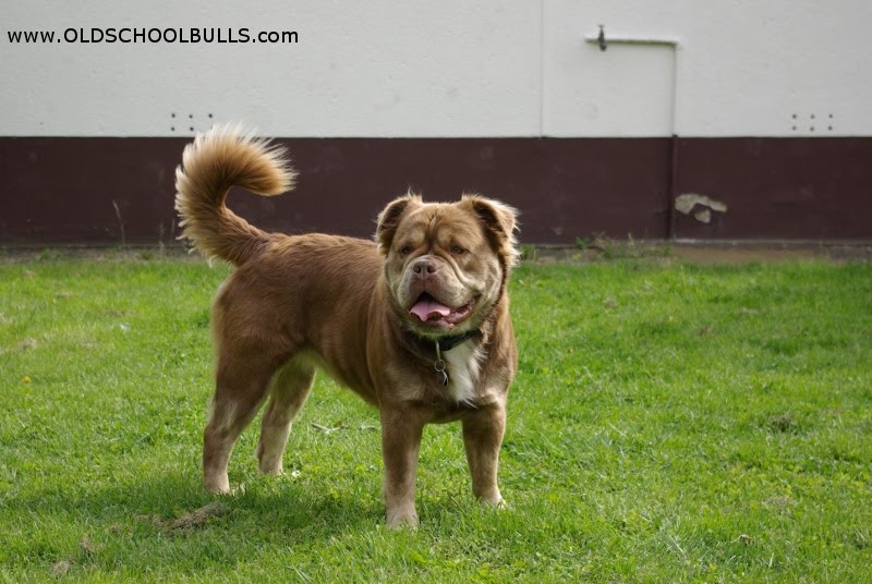 MorsoRosso: Mammut Bulldog
