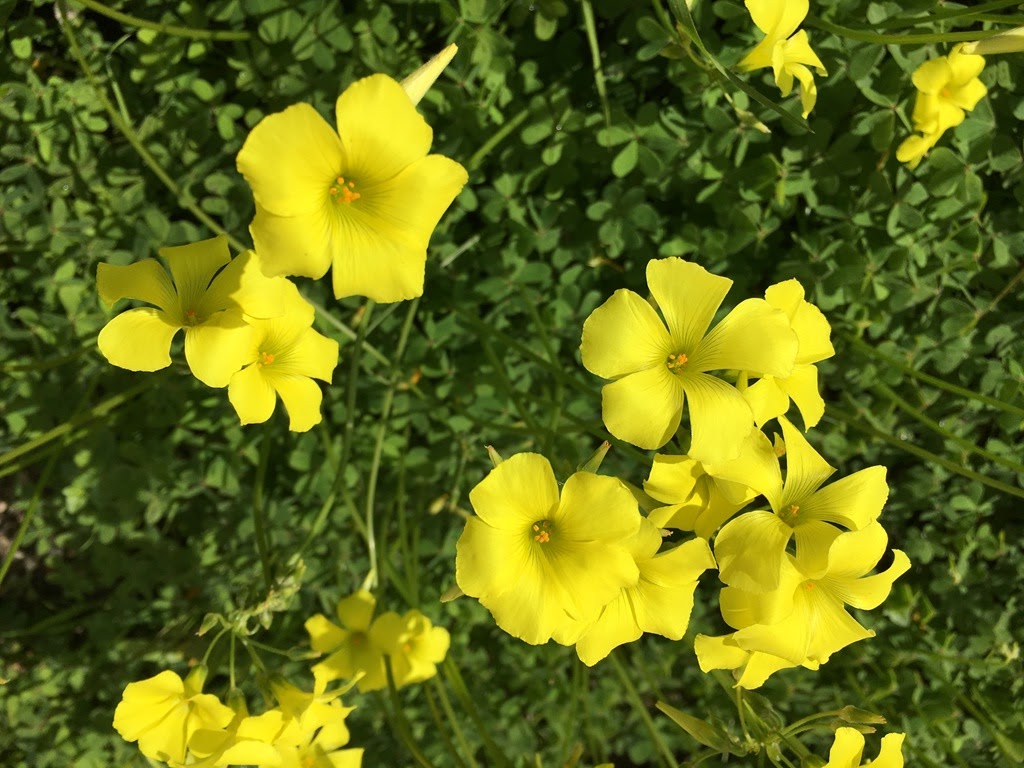 Divagar entre FLORES - ANIMAIS - NATUREZA: Flores Silvestres - Azedas ...