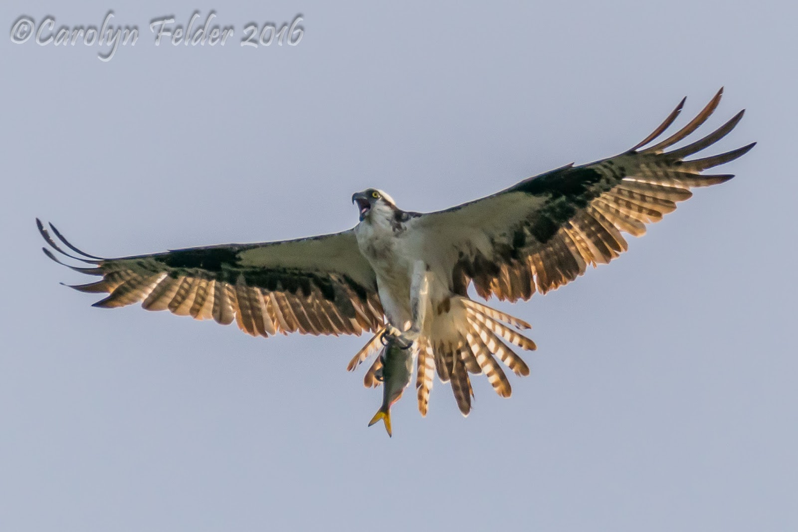 Photo Musings of a Marshwiggle - Welcome to Narnia: Weekend Wildlife ...