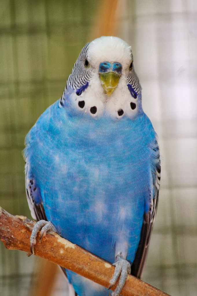 Manual Para Criar Periquitos Australianos