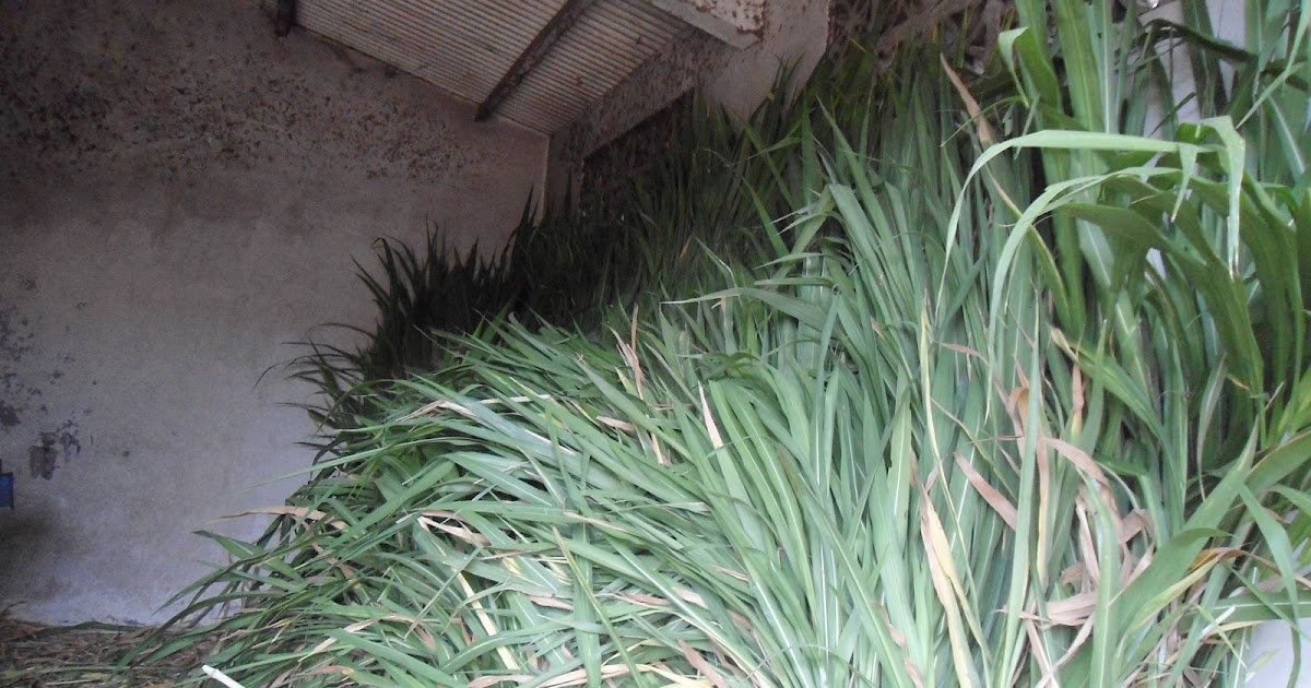 makalah rumput raja josss