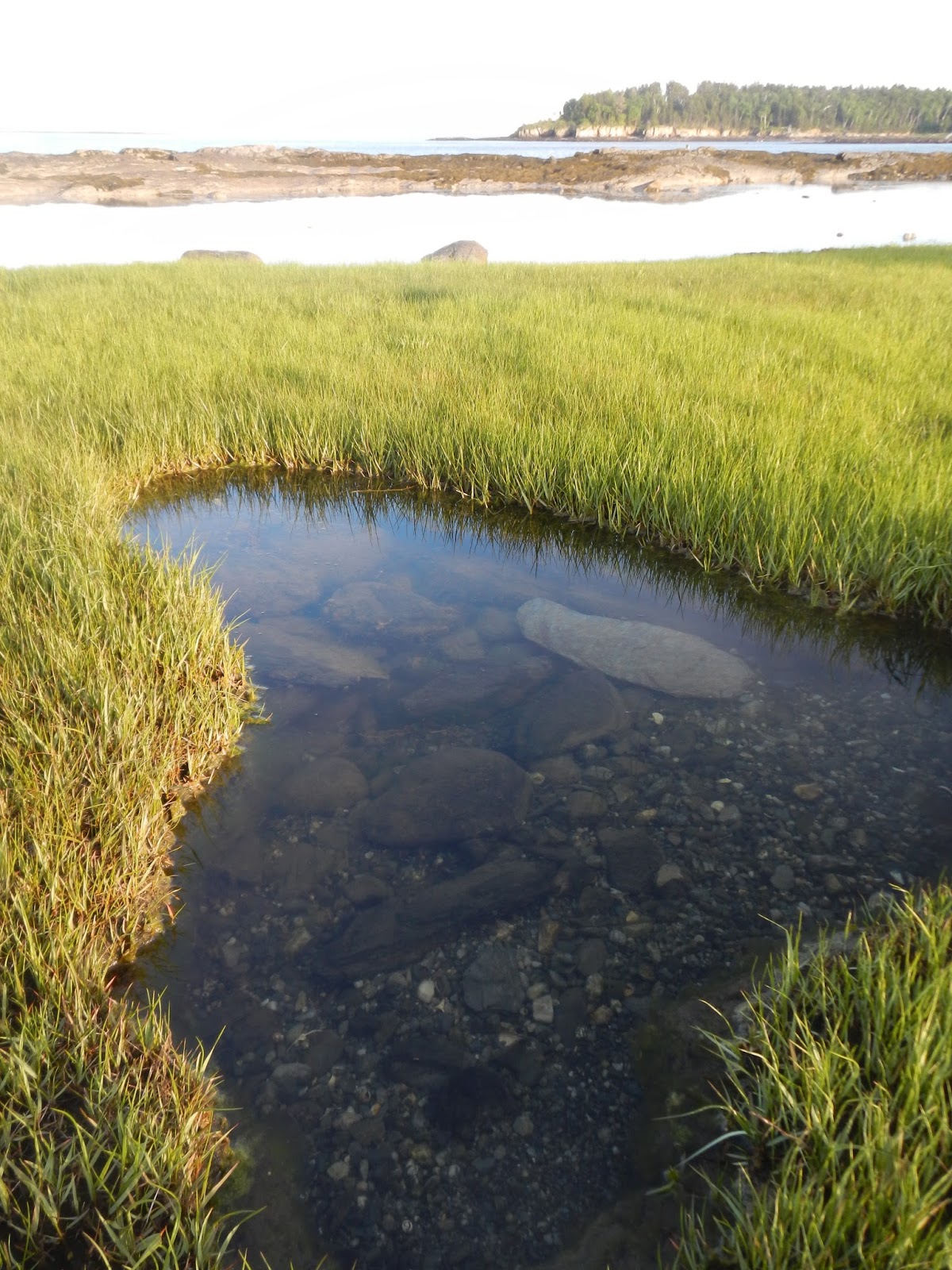 An Ocean Lover in Maine: Hikes in Harpswell -- Potts Point