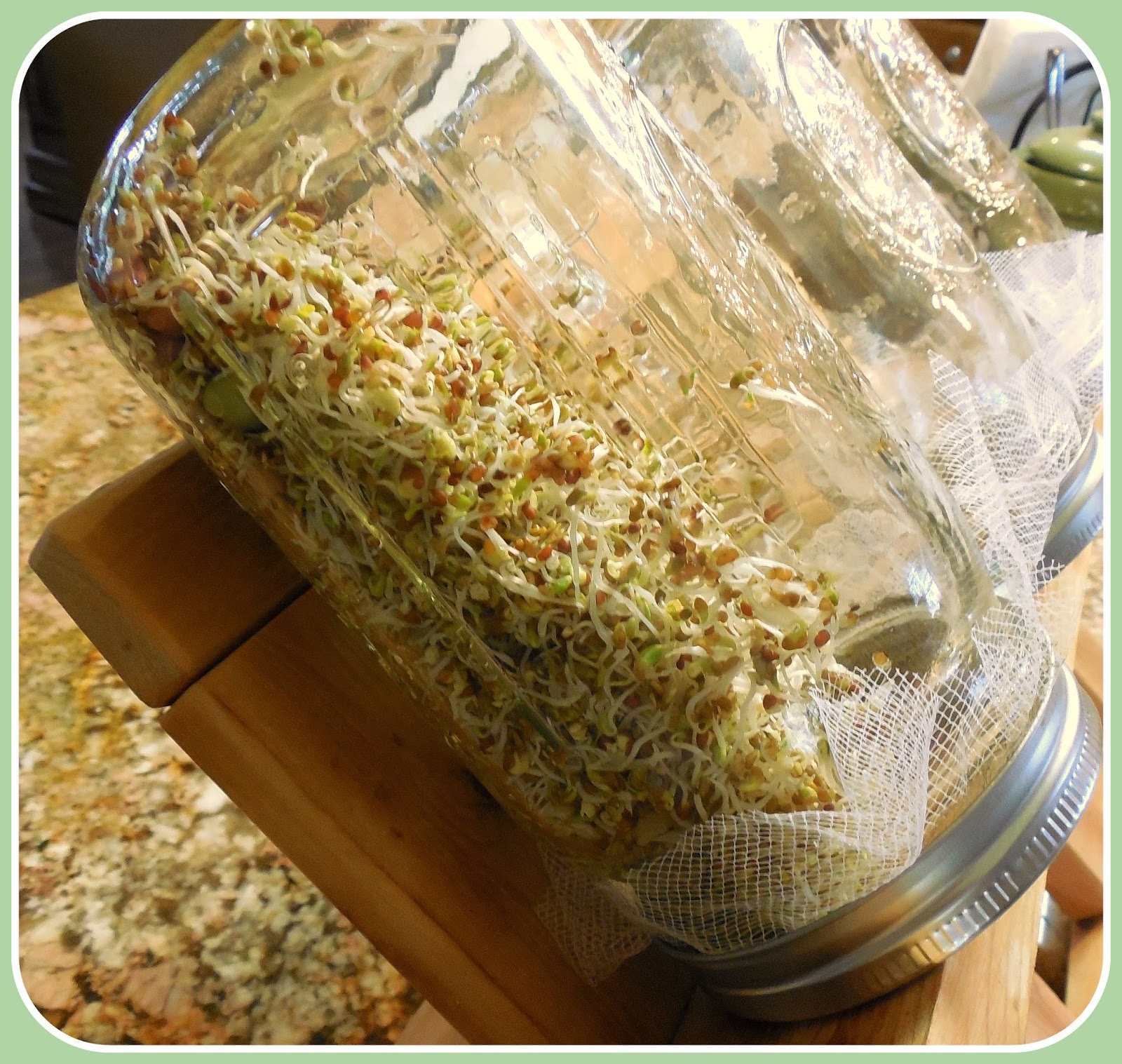 Wit's End Farm: Growing Sprouts at Home!