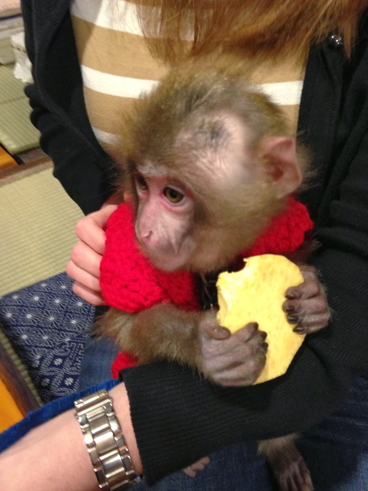 LC blog: Monkey Waiters - Kayabukiya Tavern - Utsunomiya, Japan