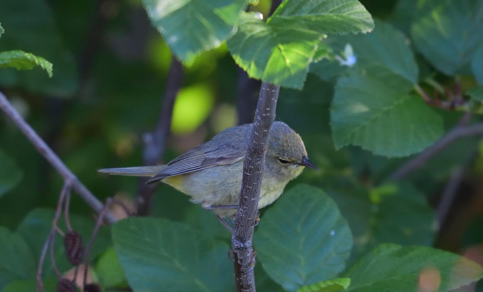 Birding Newfoundland with Dave Brown: Fall Warbler Identification: A ...