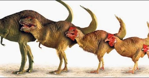 From chicken to dinosaur the reverse evolution
