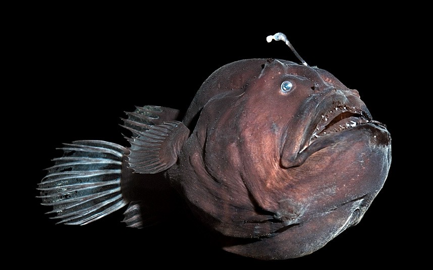 CONFESSORMISSY'S BLOG: THE WORLD'S UGLIEST SEA CREATURES