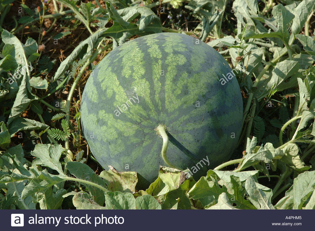 Naturalism - the Eighth Sense: "Oh God, there's no mistake!" (Story of ...