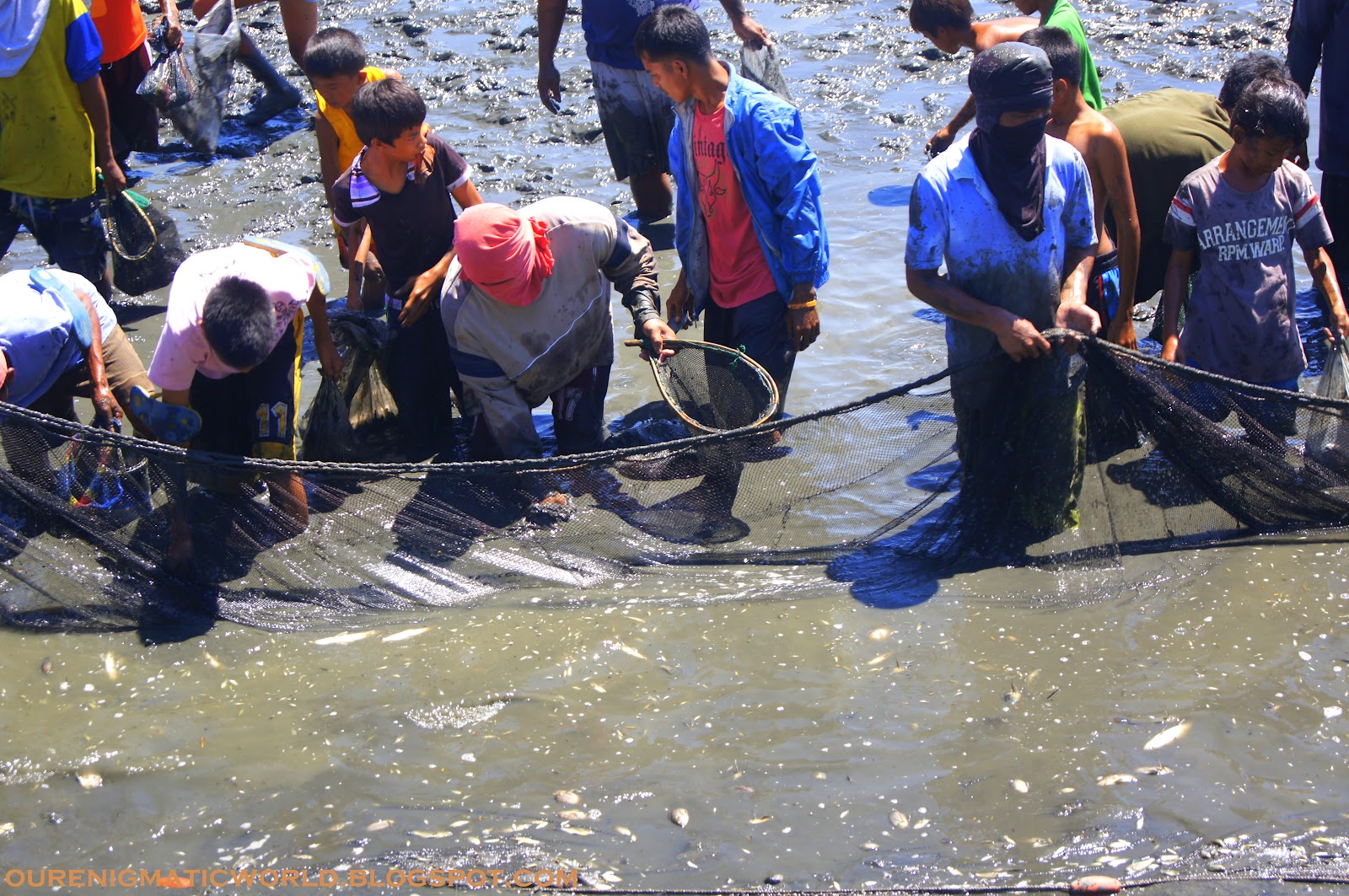Our Enigmatic World: Fish Harvesting in Pangasinan