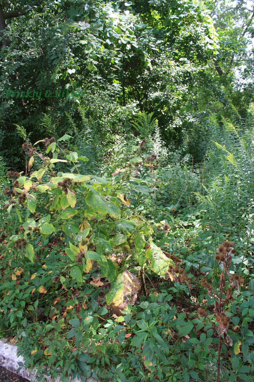 Prickly and Bitter: Burr it's cold!
