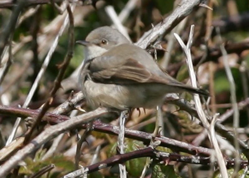 Pembrokeshire Birds: Eastern Subalpine Warbler on Skomer?