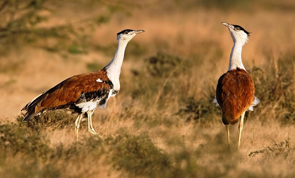 The Great Indian Bustard Information | TechGape