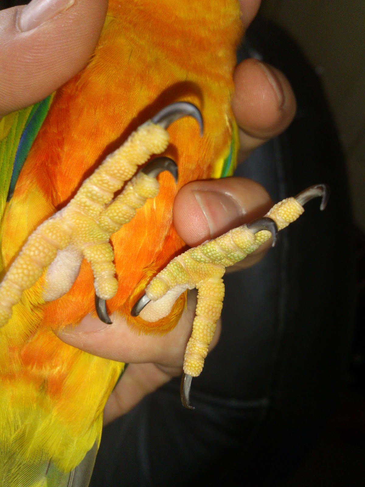 Sun Conure Flapout Blog: Sun Conure - feet turn yellow green overnight ...
