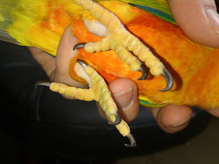 Sun Conure Flapout Blog: Sun Conure - feet turn yellow green overnight ...