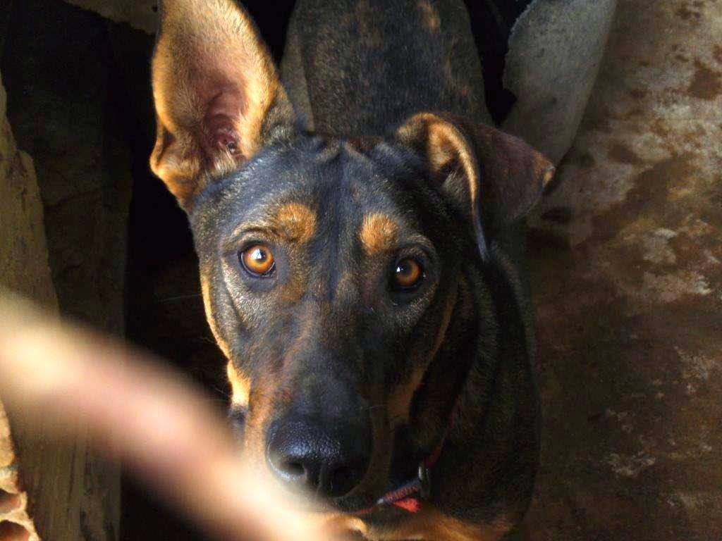 PROTECTORA DE ANIMALES" AMICS DELS ANIMALS DEL SEGRIÀ" LLEIDA: CHENER ...