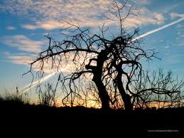 Palabra Fiel...: Aunque la higuera no florezca