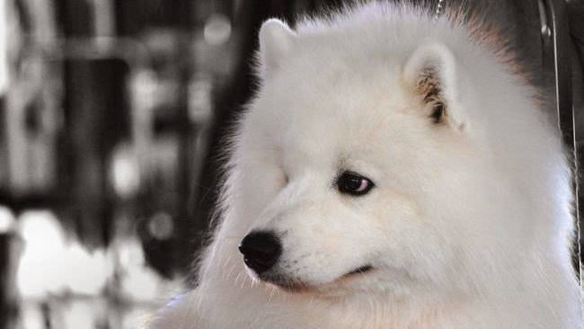 Concurs canin: 15 lucruri uimitoare despre caini