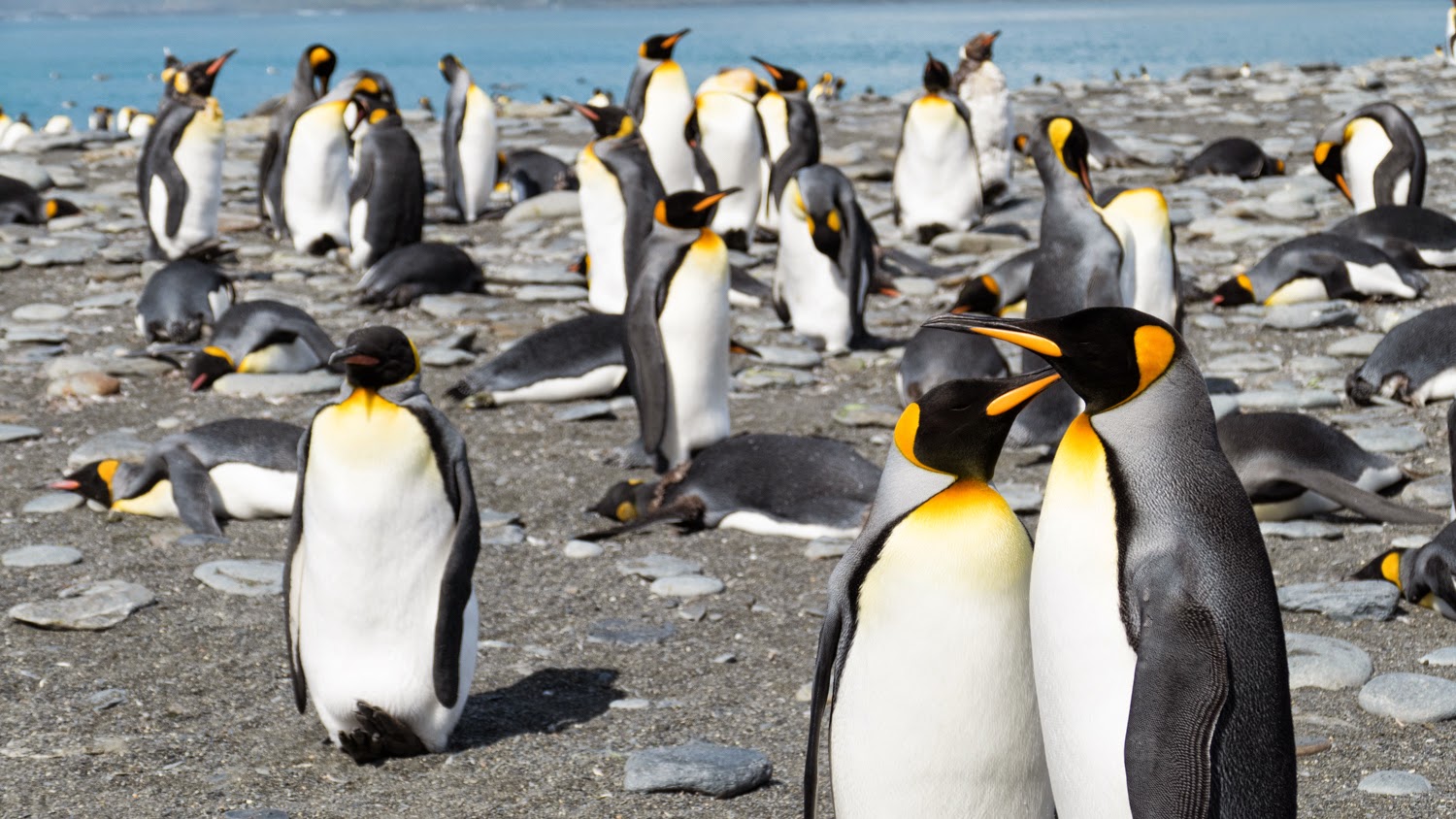 Follow North : King Penguins of South Georgia Island