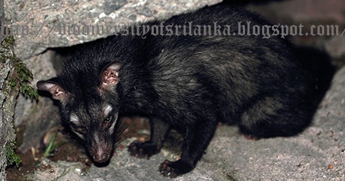 Biodiversity of Sri Lanka: උගුඩුවා/කලවැද්දා[Uguduwa/Kalawadda]/Common ...
