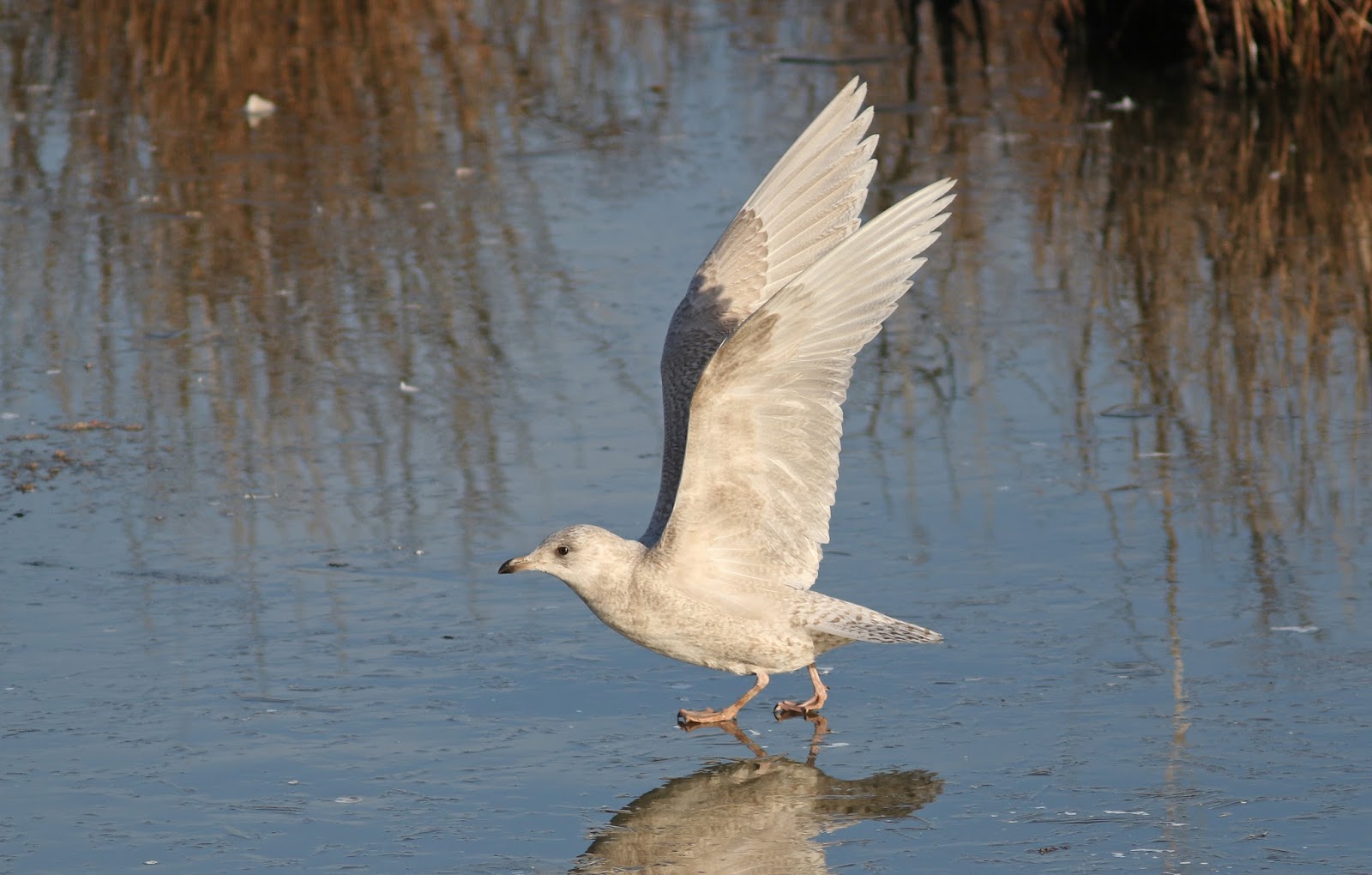Non-Stop Birding: Juvenile Iceland Gull