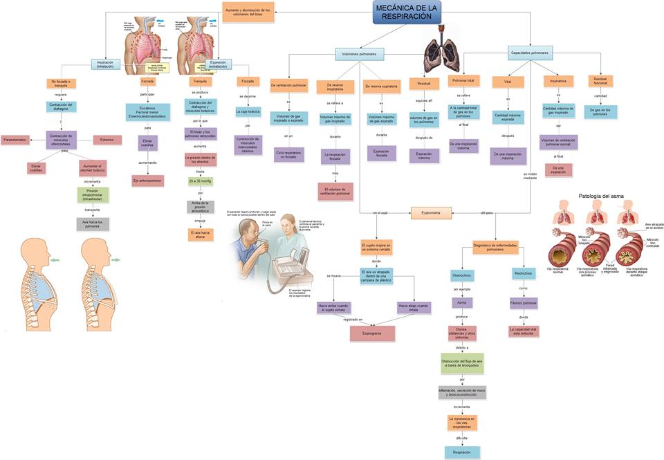 Blog de evidencias de Fisiologia Daniela Nayeli Flores Montijo ...