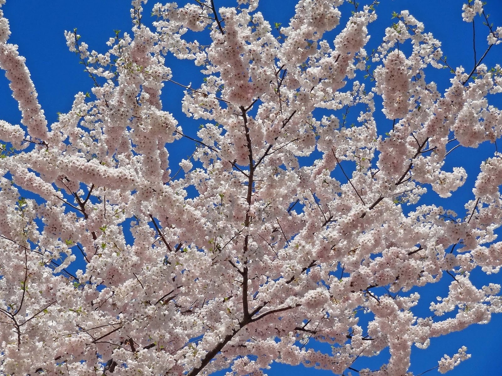 Joe's Retirement Blog: Spring, Boston, Massachusetts, USA