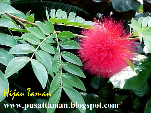 POHON KALIANDRA | TANAMAN HIAS | BUNGA KALIANDRA | TUKANG TAMAN