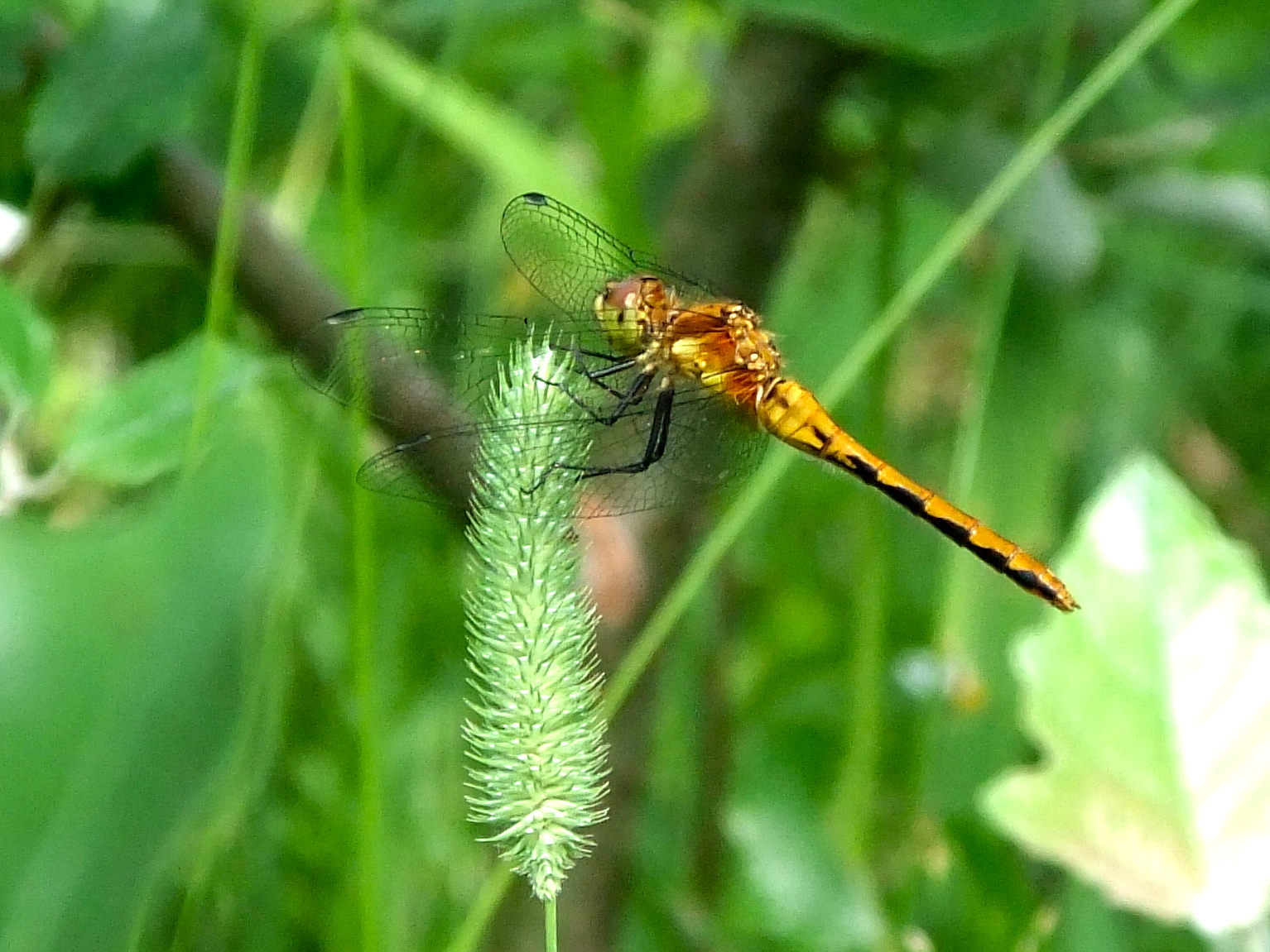 Libellules de Gatineau: Au marais Lamoureux