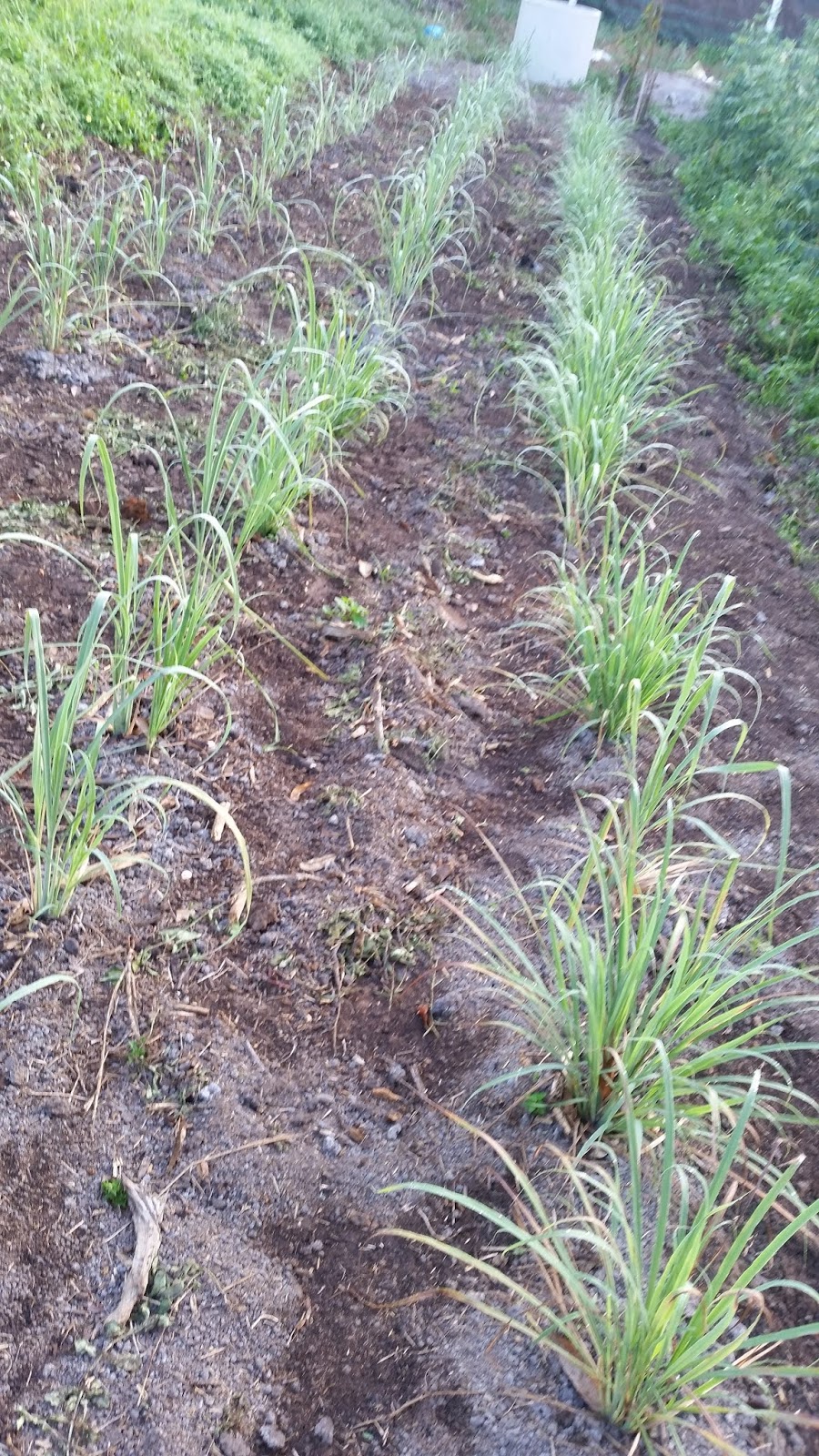 Warisan Petani: Menanam Serai