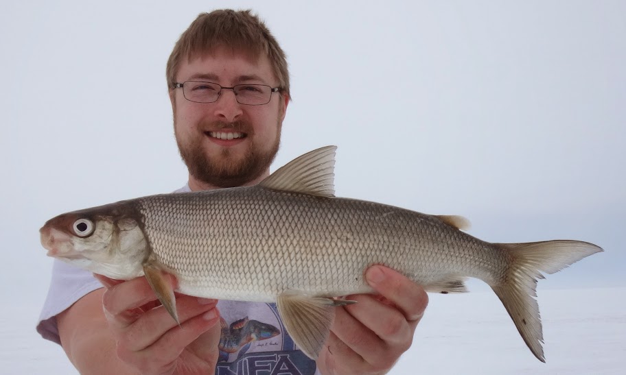 Ben Cantrell's fish species blog: Lake Whitefish from Sturgeon Bay, WI