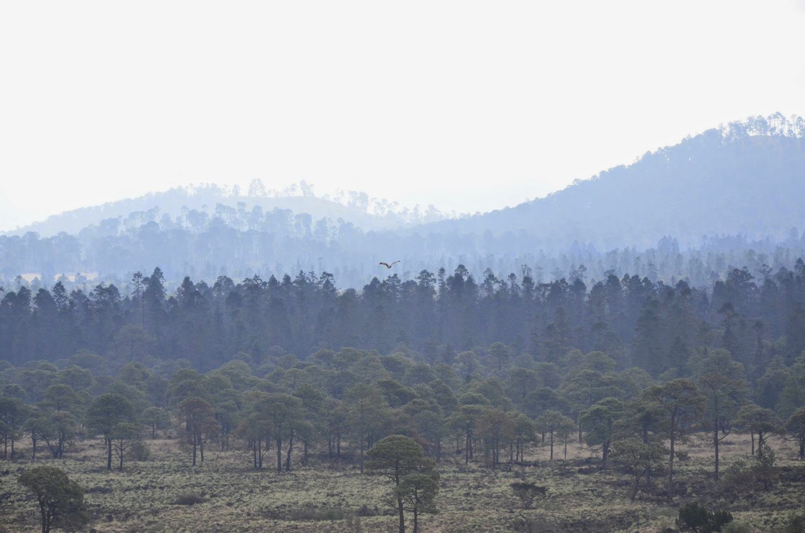 san miguel topilejo tlalpan : mas acerca de topilejo